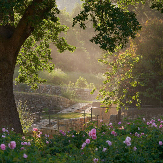 DOMAINE DE LA ROSE | Lancôme