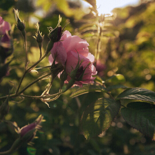 Domaine de la Rose Lancôme - Parfum - Lancôme